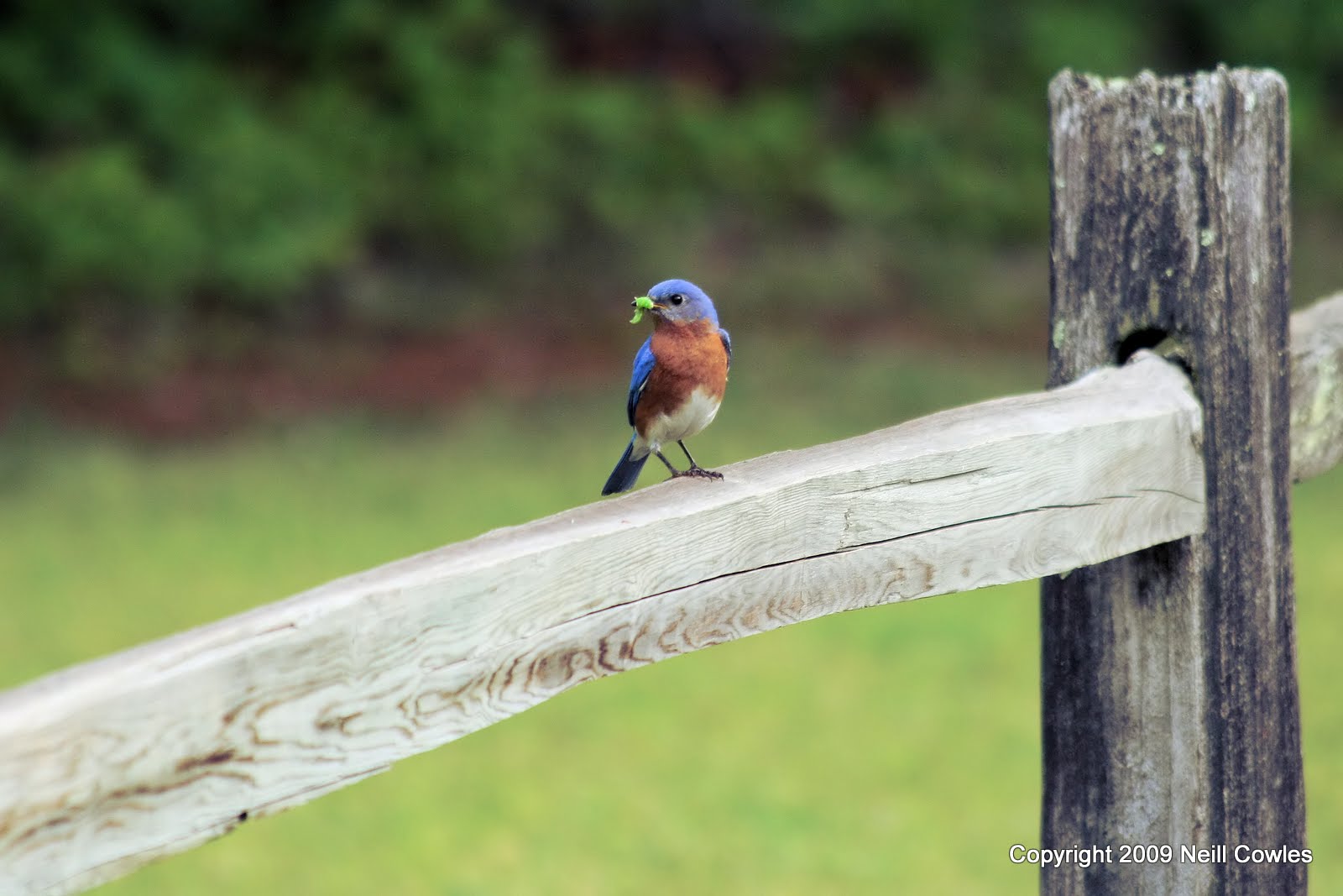 Eastern Bluebird – Monte Sano State Park, AL – North Alabama ...